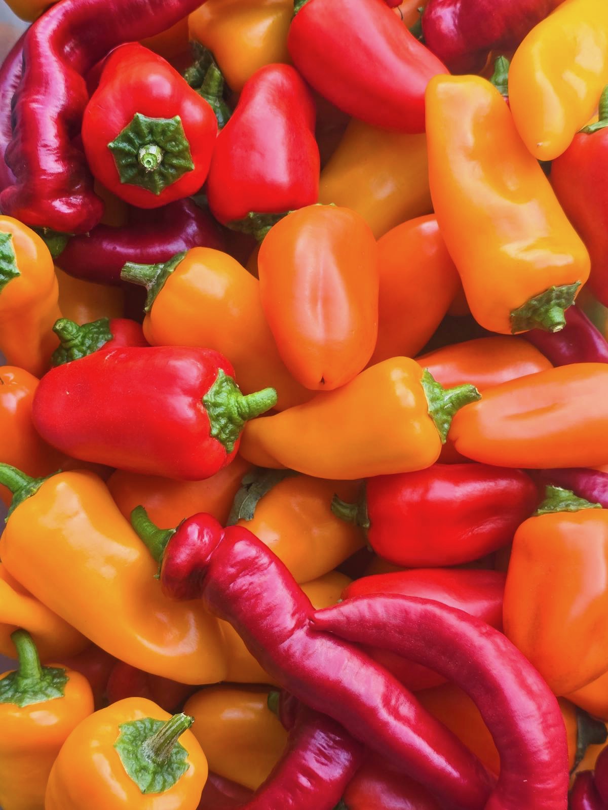 Bonville Mini Capsicums – Promised Land Produce